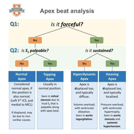 Examination of the Cardiac Apex Beat • Mediscuss • Algorithm for Apical Impulse